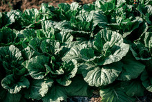 Chinese Cabbage Shooting Seed Free Stock Photo - Public Domain Pictures