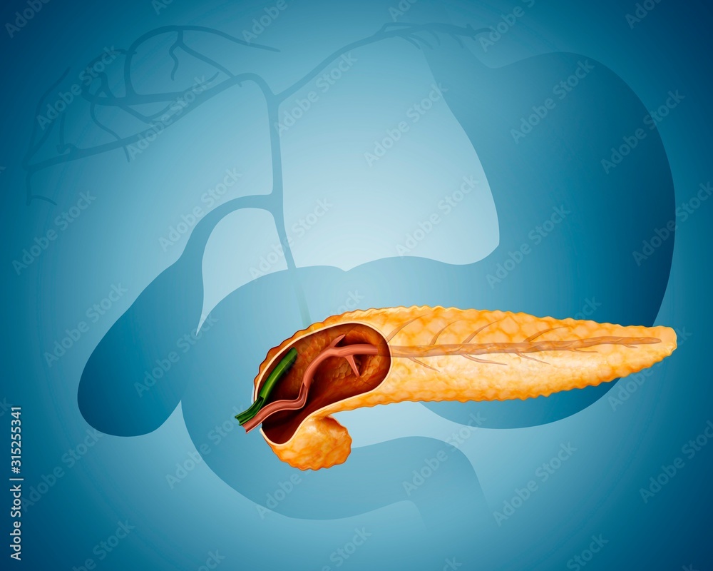 Cross section of pancreas, illustration Stock Photo | Adobe Stock
