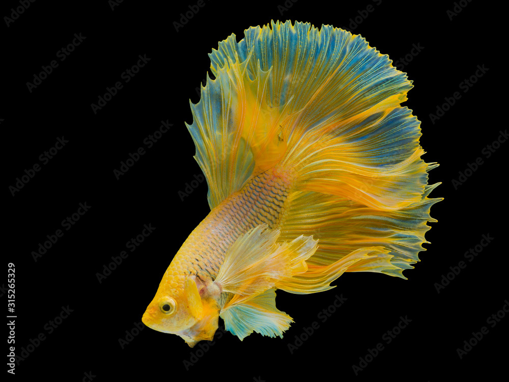 Rhythmic of Betta Siamese fighting fish, Betta splendens Pla-kad Thai ...