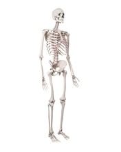 Human Skeleton 2 Free Stock Photo - Public Domain Pictures