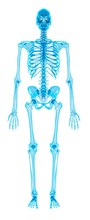 Human Skeleton Free Stock Photo - Public Domain Pictures