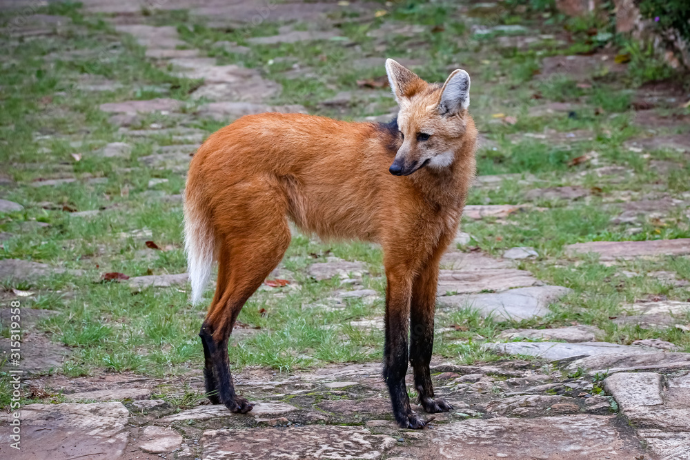 Maned wolf on a pathway of Sanctuary Caraça, turning head to the left ...