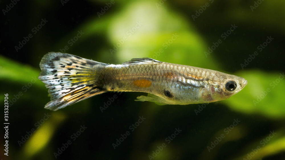 Freshwater fish peacock eye in detail. Stock Photo | Adobe Stock