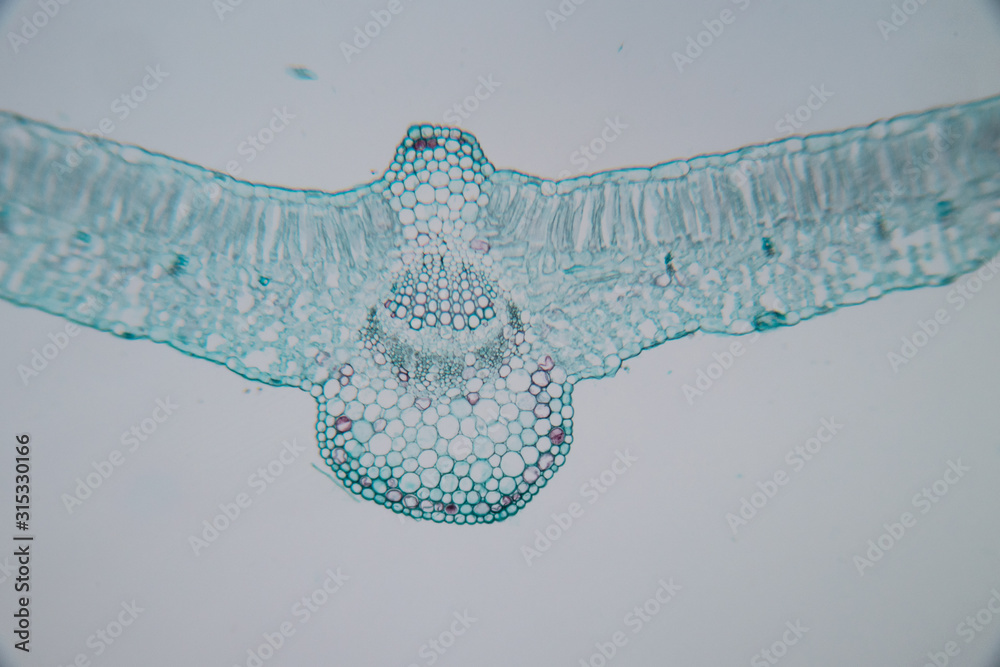 Cross-section leaf Plant of under the microscope for classroom ...