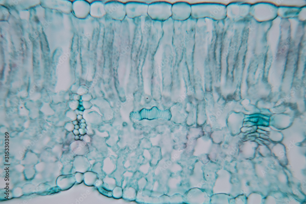 Cross-section leaf Plant of under the microscope for classroom ...