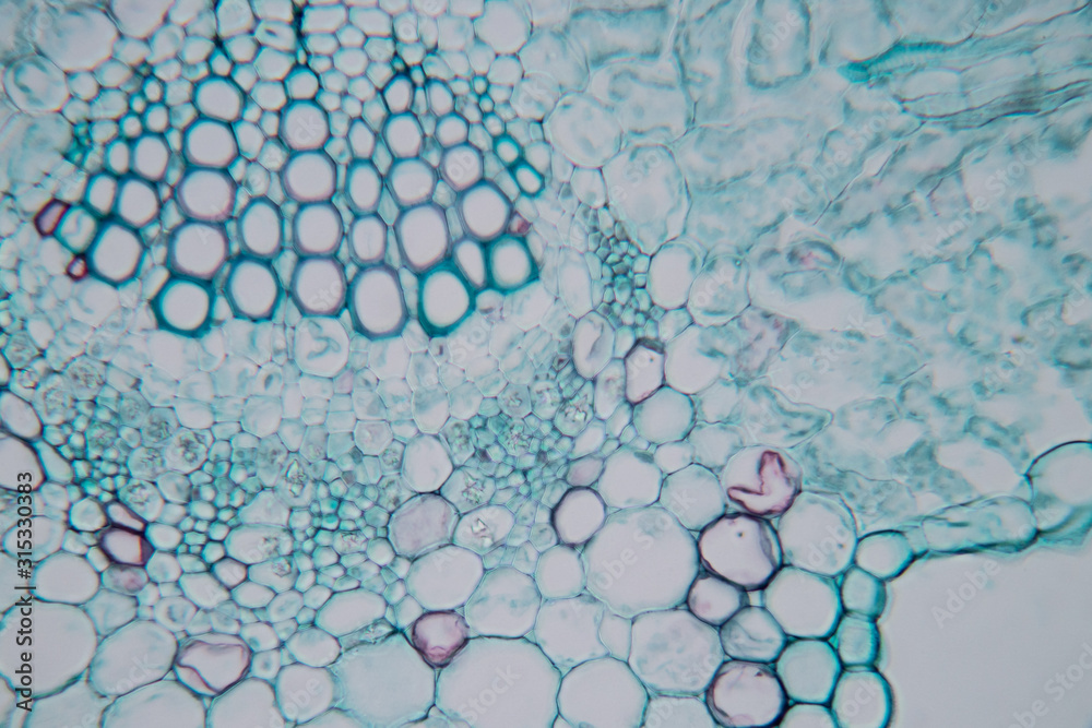 Cross-section leaf Plant of under the microscope for classroom ...