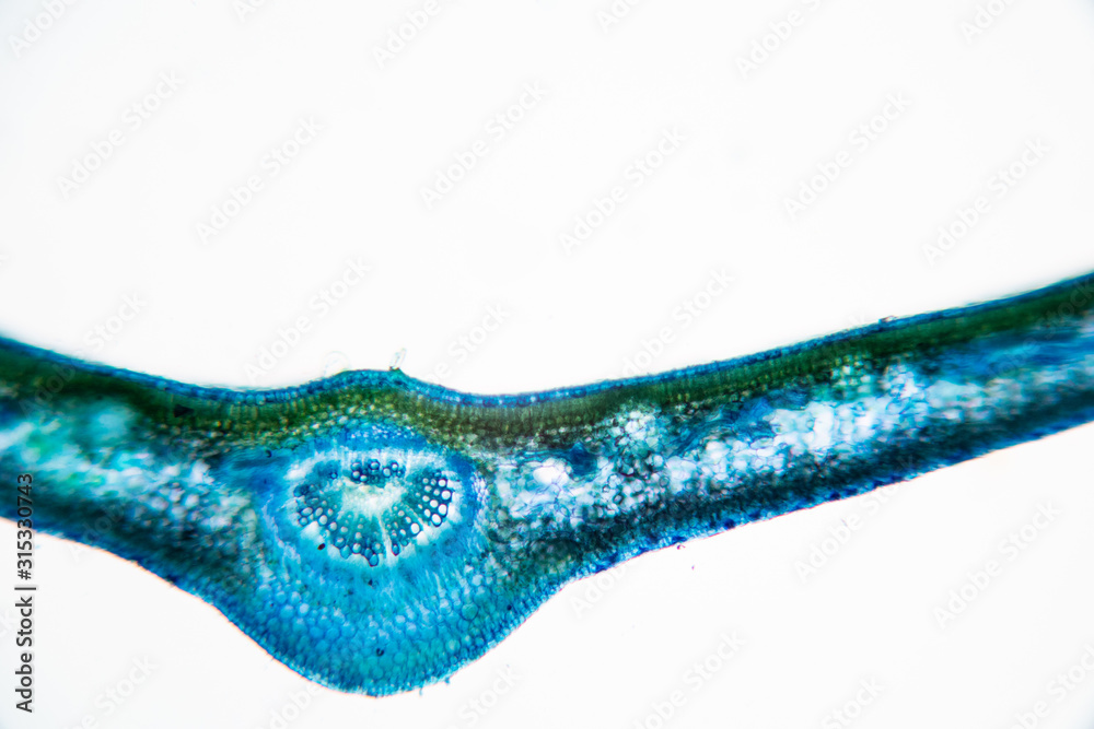Cross-section leaf Plant of under the microscope for classroom ...