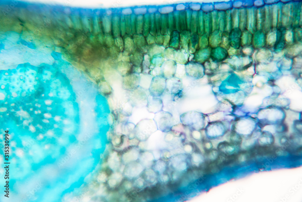 Cross-section leaf Plant of under the microscope for classroom ...