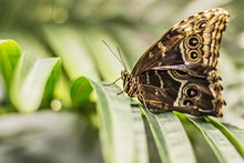 Brown Morpho Butterfly Free Stock Photo - Public Domain Pictures