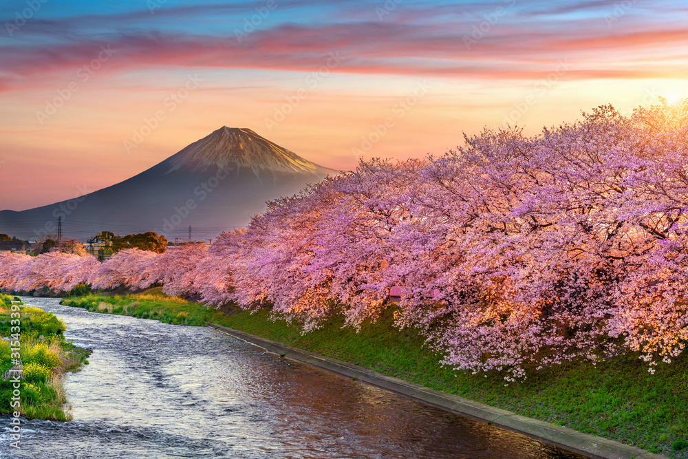 Cherry blossoms and Fuji mountain in spring at sunrise, Shizuoka in ...