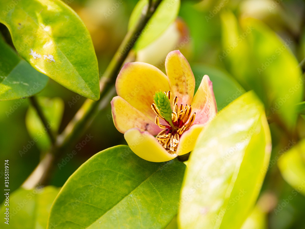 Flower of Magnolia Figo - Michelia figo - are bloom in Japan. Stock ...