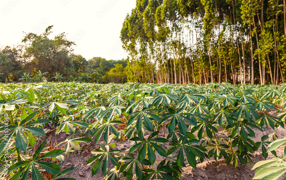 Tapioca farm, potato farm, tapioca plantation, agriculture background ...