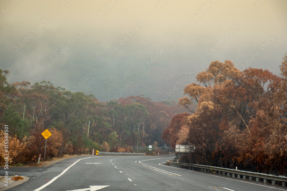 Foto Australian bushfires: eucalyptus trees leaves became brown after ...