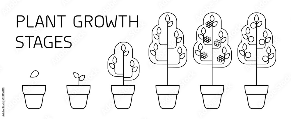 Tree growth stages infographics. Line art icons. Planting instruction ...