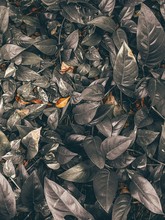 Dry Crumpled Tree Leaves In Autumn Free Stock Photo - Public Domain ...