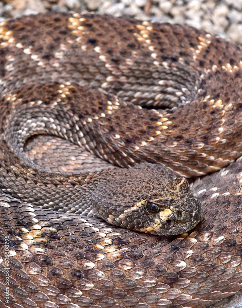 Mojave rattlesnake also known as Mojave Green, coiled with closeup of ...