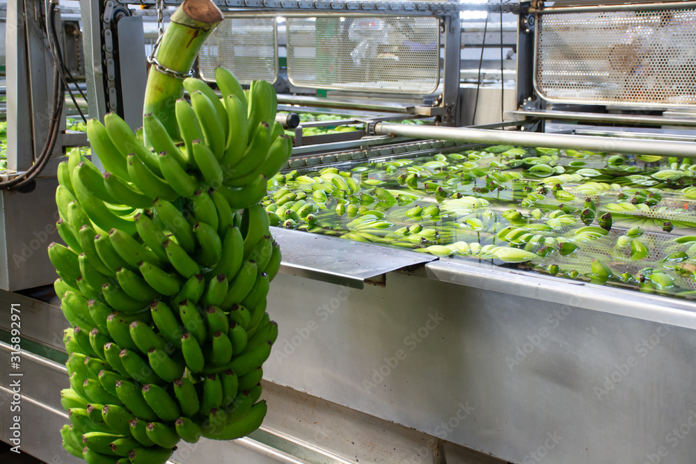 Banana factory on La Palma, Canary islands, Spain, once harvested, big ...