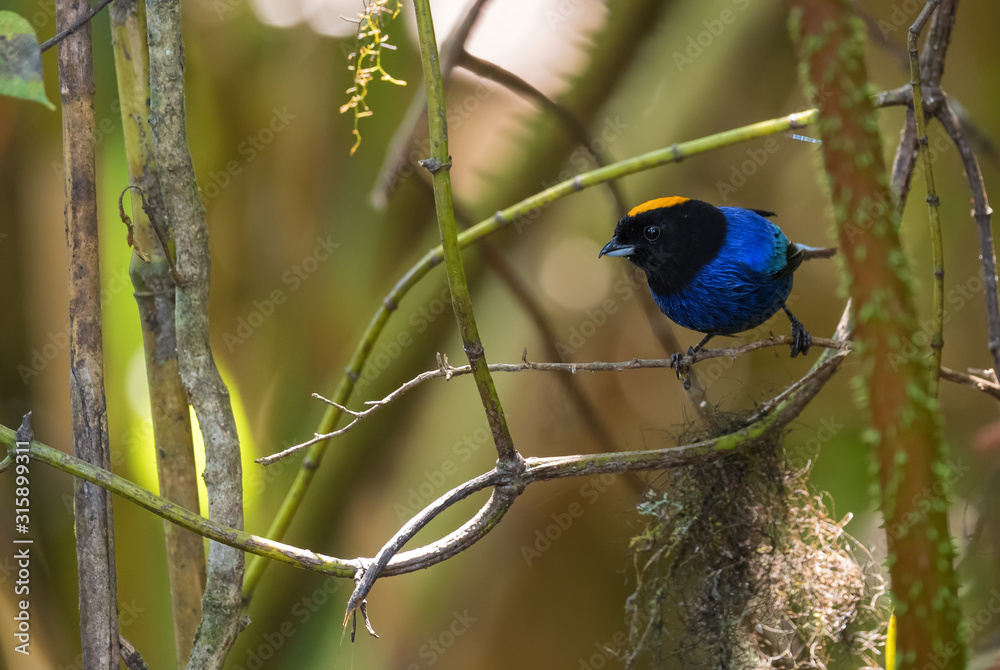Golden-crowned Tanager - Iridosornis rufivertex, beautiful colored ...