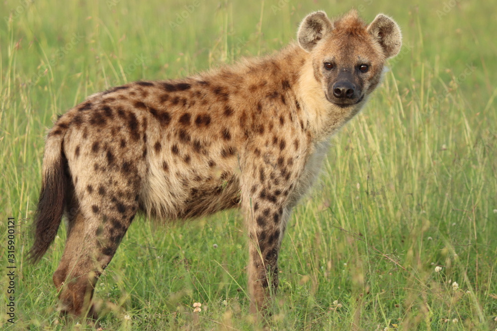 Spotted hyena standing in the african savanna. Stock Photo | Adobe Stock