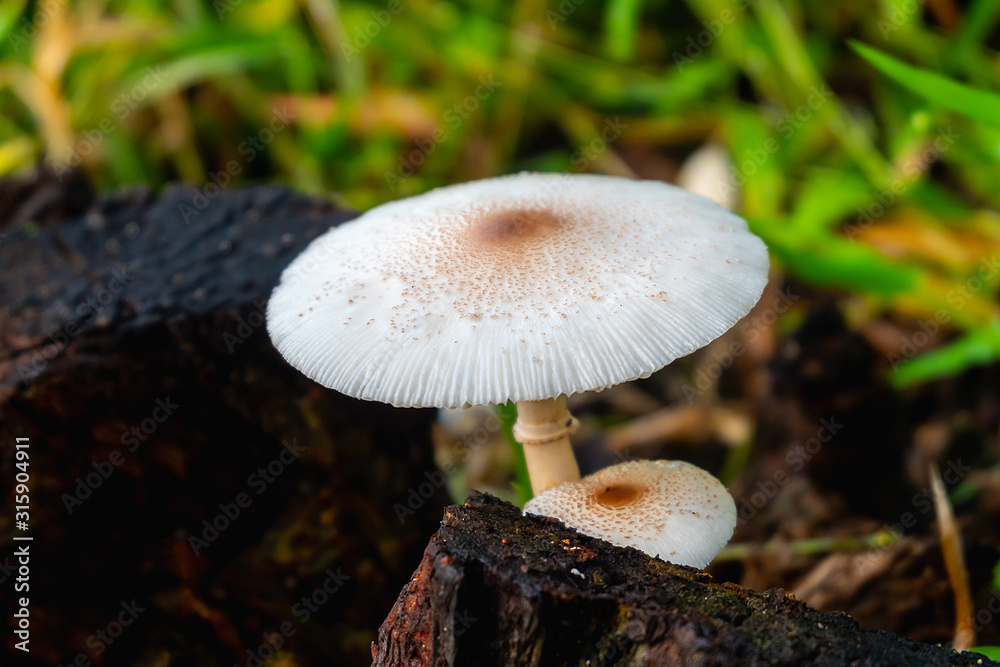 Log white fungi, Lentinus squarrosulas Mont, mushroom grow on dead ...