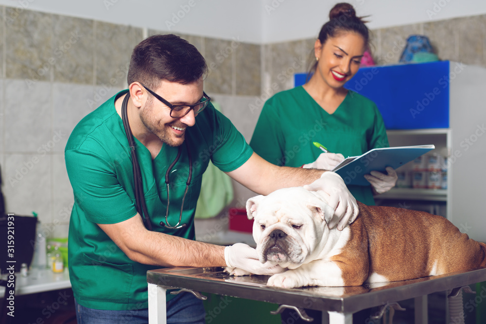 Veterinarian and assistant in vet clinic at work. Stock Photo | Adobe Stock