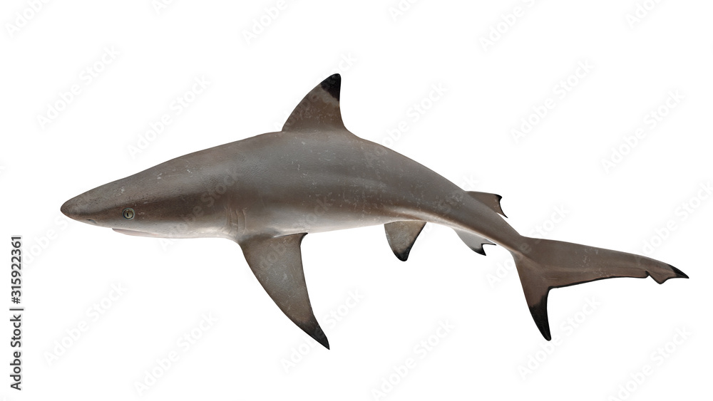 Reef shark isolated on white background cutout ready tail down side ...