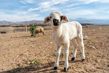 Lamb Looking Into Camera Free Stock Photo - Public Domain Pictures