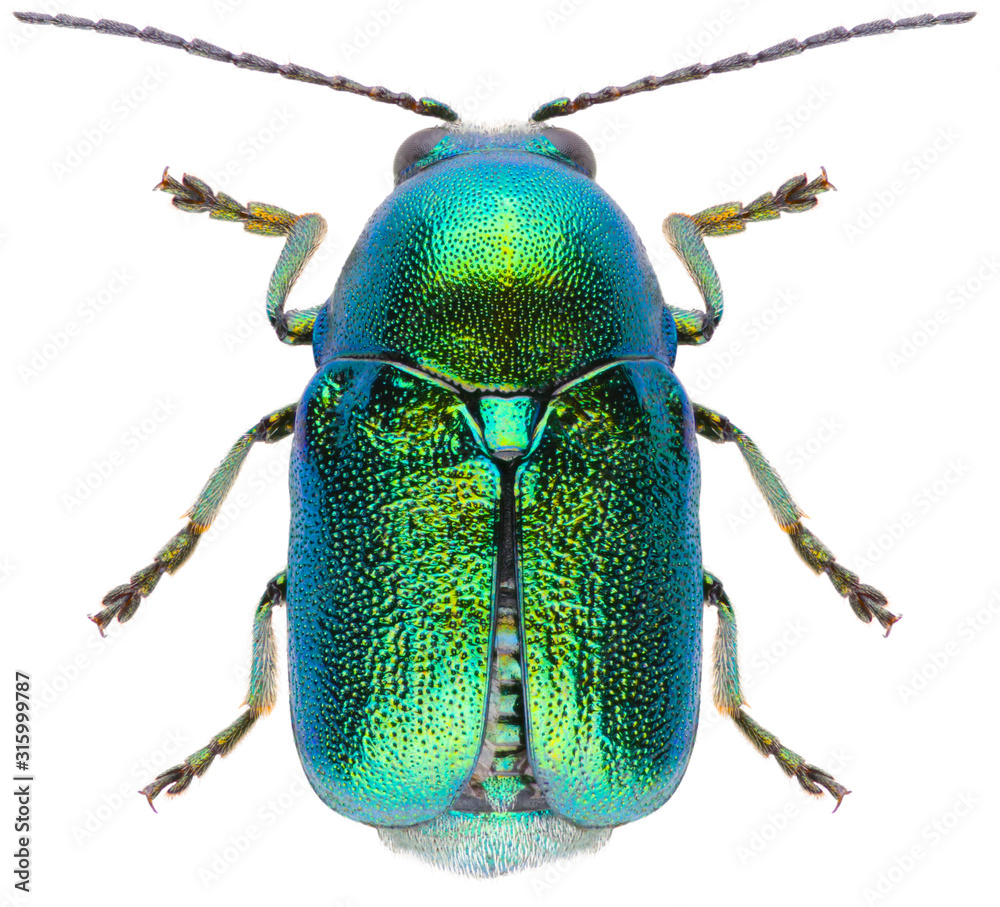 Photo Stock Cryptocephalus sericeus is a species of cylindrical leaf ...