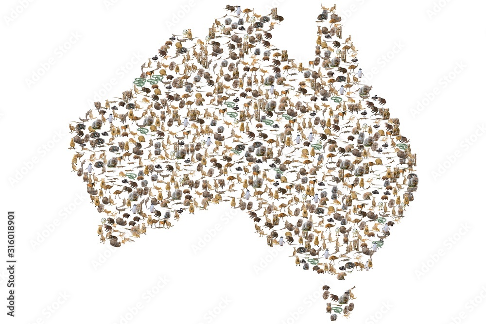 Fotografie Australian animals in Australian map. Wildlife animals: Emu ...