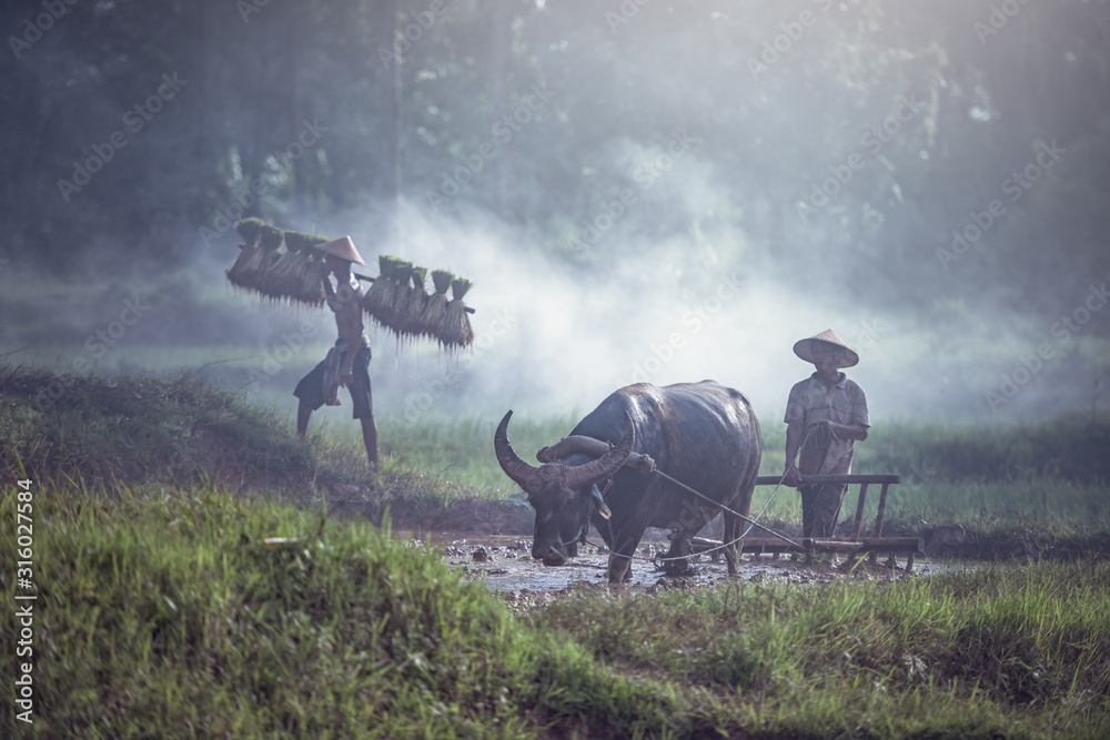 Farmer using buffalo plowing rice field,Asian man using the buffalo to ...