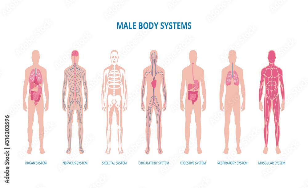 Male body system infographic set or banner flat vector illustration ...
