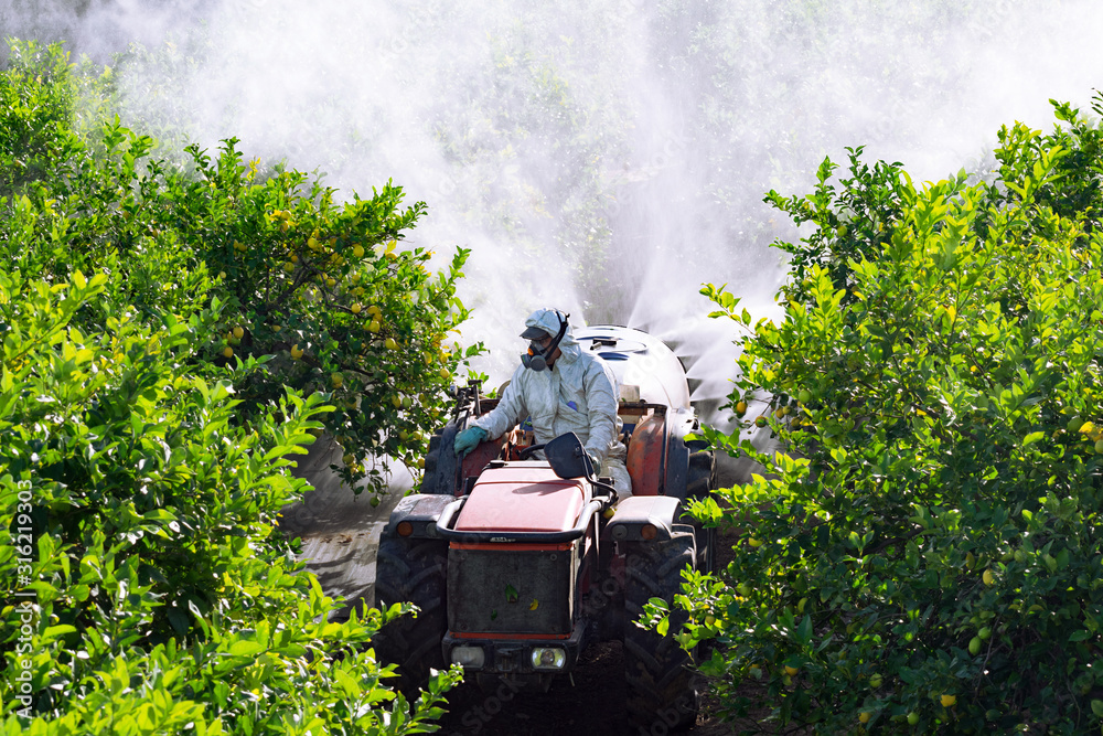 Top view of Tractor spraying pesticide and insecticide on lemon ...