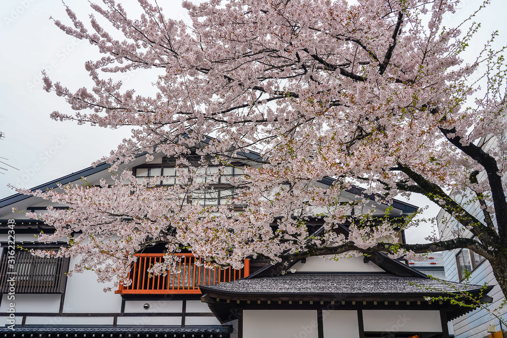 Photo Stock Street view of Kakunodate in springtime cherry blossom ...