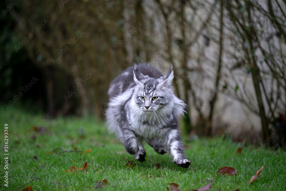 playful silver tabby maine coon cat playing outdoors in the back yard ...