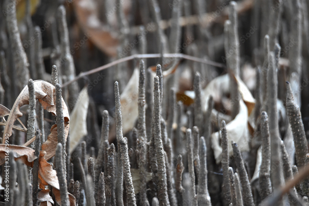 Mangroves that grow in the outer zone adapt to form a stilt root Stock ...