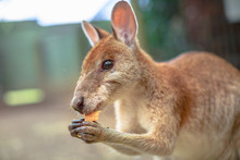 Wallaby Feeding Free Stock Photo - Public Domain Pictures