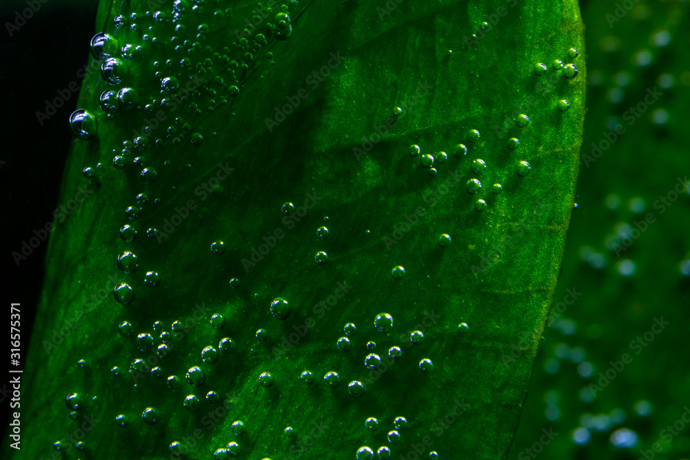 Underwater macro photo of aquatic plants with oxygen bubbles forming on ...
