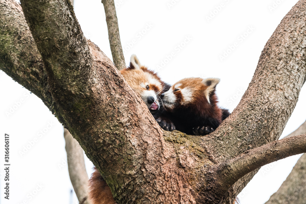 cute red panda pulling the tongue out curious couple sex mating on ...