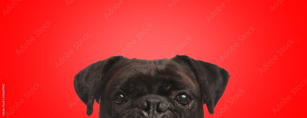 Foto boxer dog with brown fur hiding and looking at camera do Stock ...