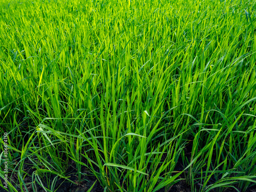Stock-Foto „Green rice plants in the growing fields,Swamp rice plant ...
