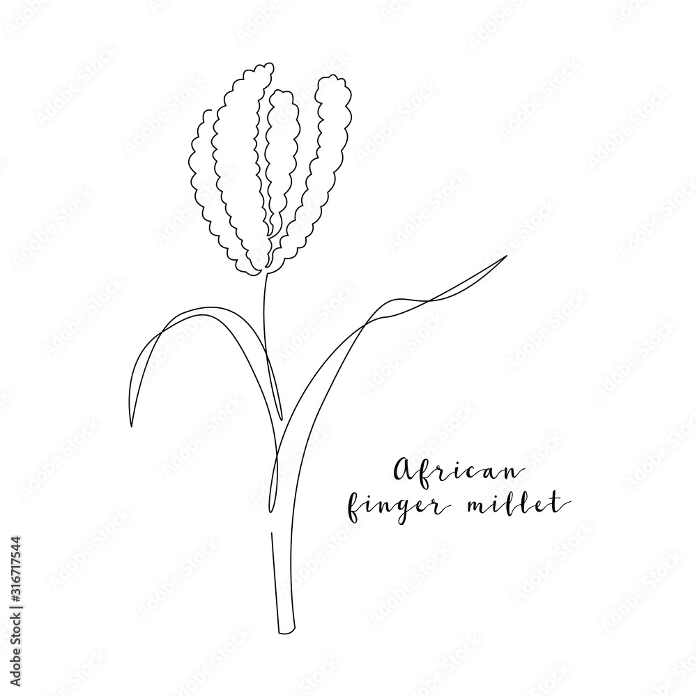 Continuous line african finger millet, grain crop. Vector line art ...