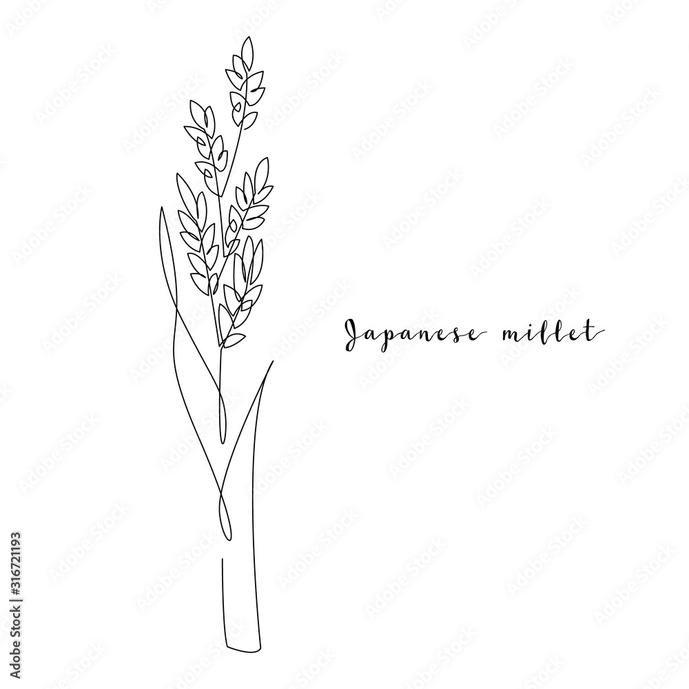 Continuous line japanese millet, grain crop. Vector line art. Perfect ...