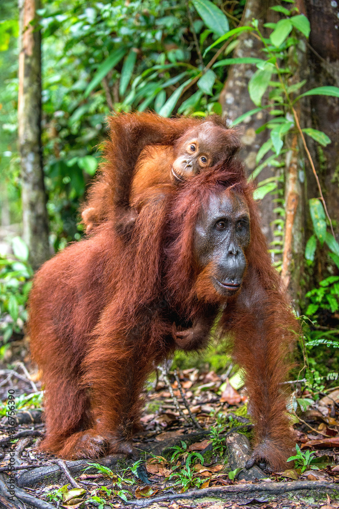 On a mum`s back. Cub of orangutan on mother`s back. Green rainforest ...