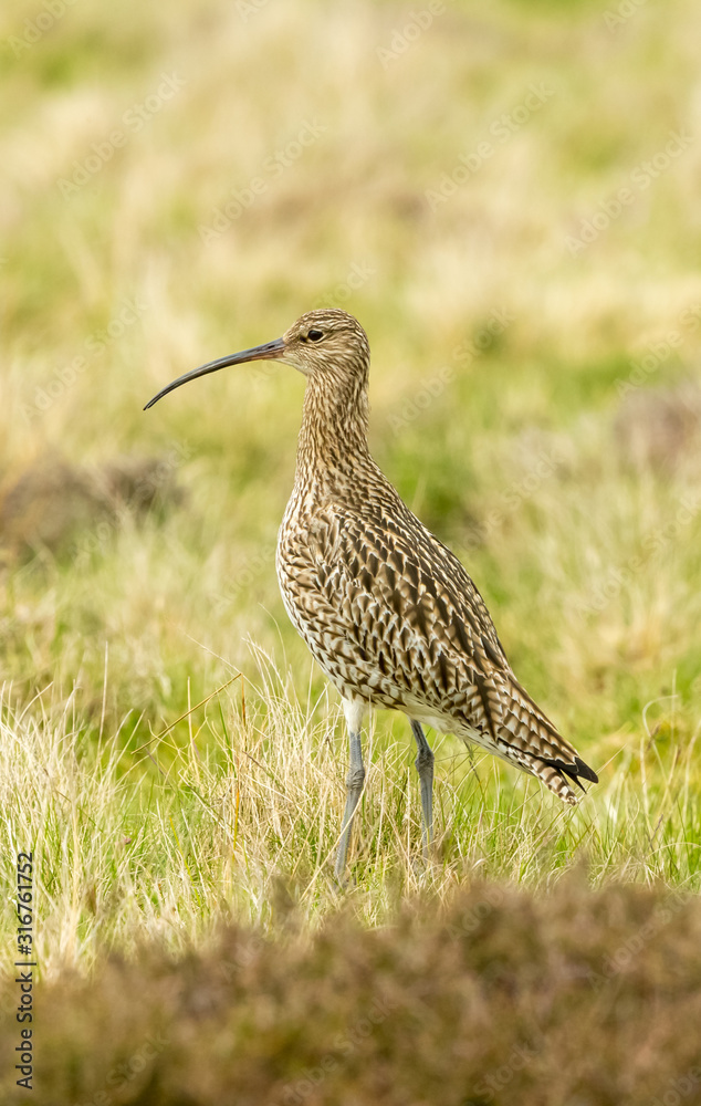 Curlew, adult curlew in natural moorland habitat during the breeding ...