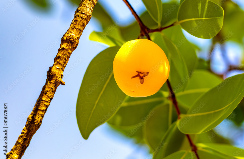 Cagaita - Fruto do Cerrado - stenocalyx dysentericus Stock Photo ...