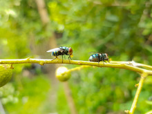 Black Blowfly Free Stock Photo - Public Domain Pictures