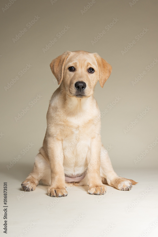 Yellow Lab Puppies