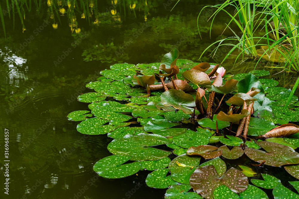 Amazing hot pink water lily or lotus Marliacea Rosea in old pond ...