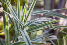 Variegated Monkey Grass Free Stock Photo - Public Domain Pictures