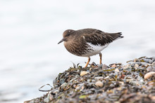 Black Turnstone Free Stock Photo - Public Domain Pictures